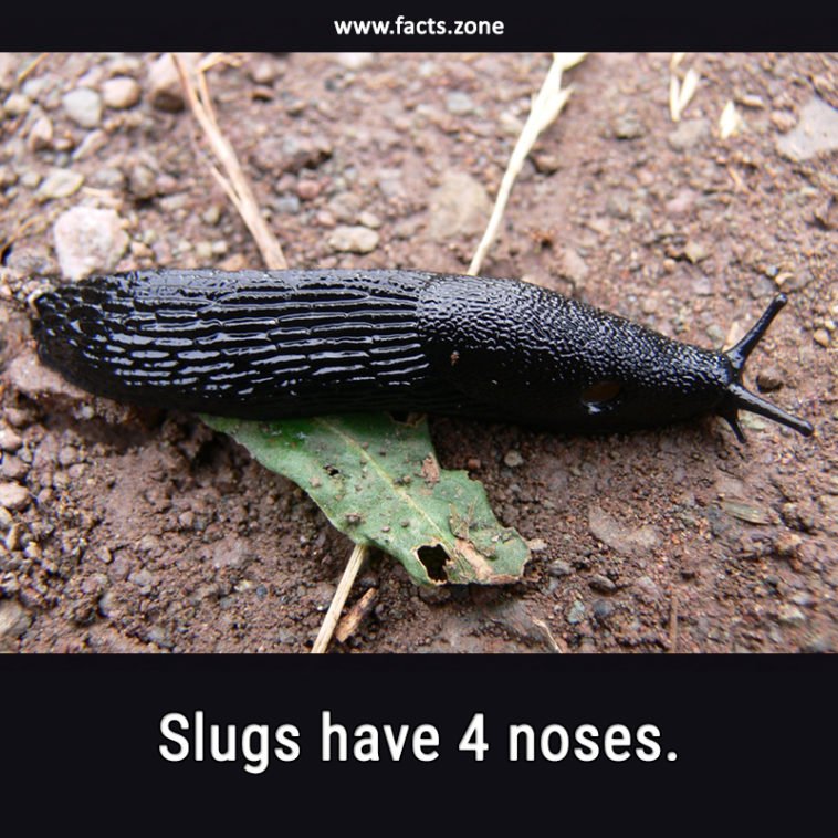Slugs have 4 noses. • Facts Zone