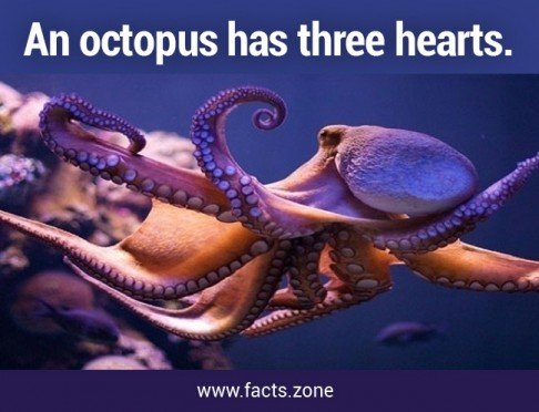 An octopus has three hearts • Facts Zone