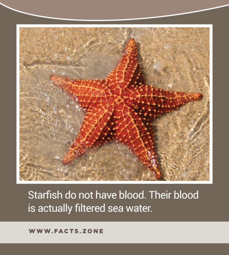 Starfish do not have blood. Their blood is actually... • Facts Zone