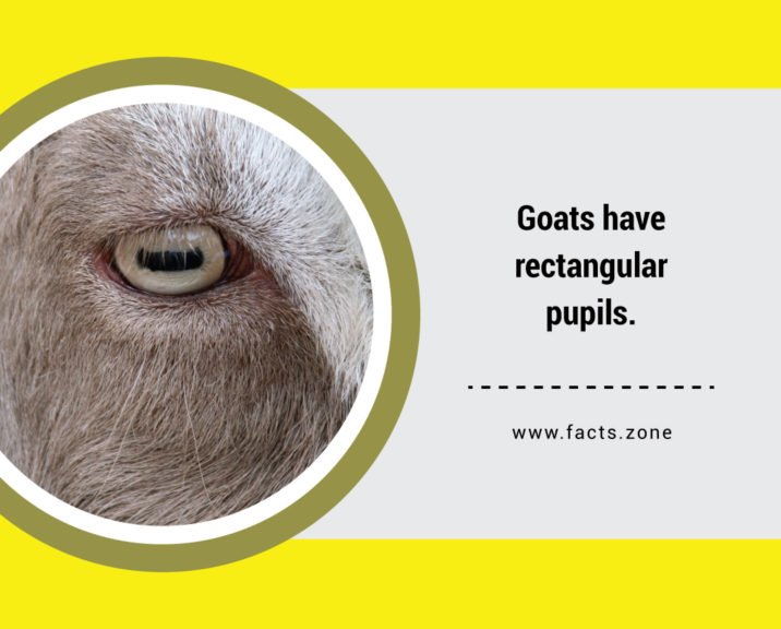 Goats have rectangular pupils • Facts Zone