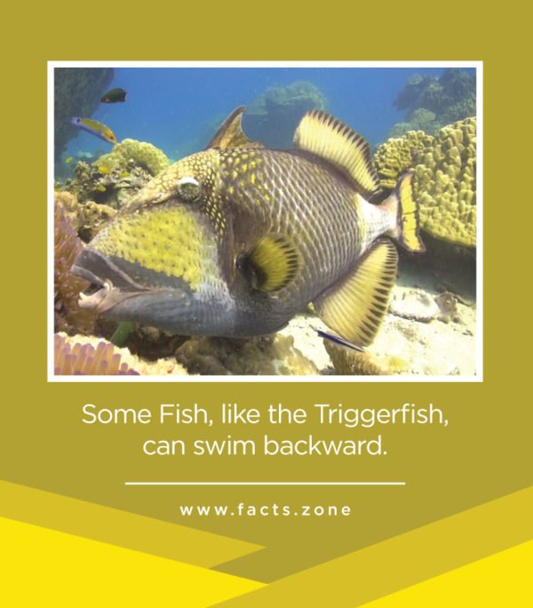 Some Fish, like the Triggerfish, can swim backward • Facts Zone