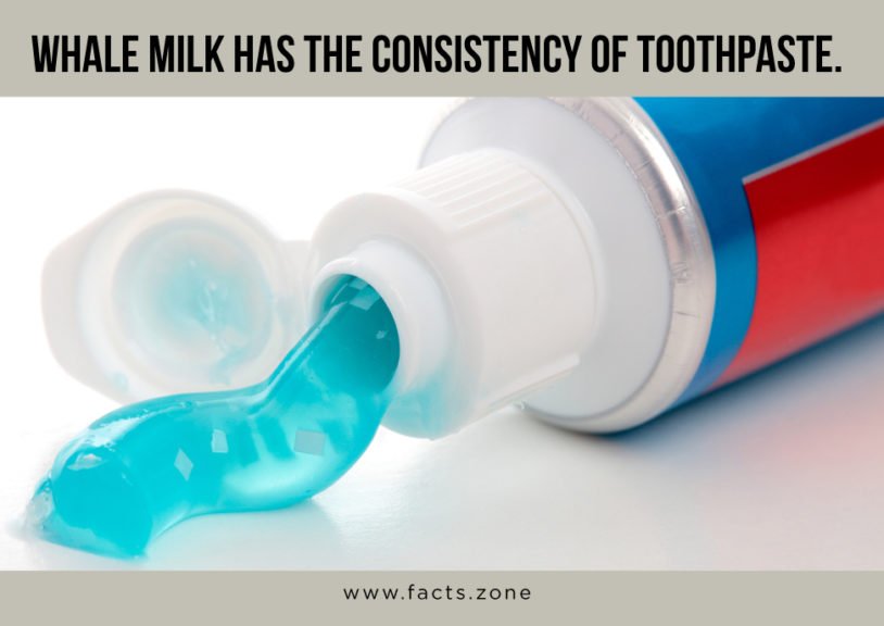 Whale milk has the... • Facts Zone